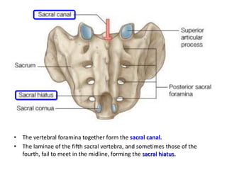 BONY PELVIS anatomy and pathophysiology with management | PPT