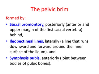 BONY PELVIS anatomy and pathophysiology with management | PPT