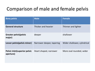 BONY PELVIS anatomy and pathophysiology with management | PPTX