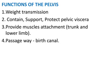 BONY PELVIS anatomy and pathophysiology with management | PPT
