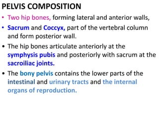 BONY PELVIS anatomy and pathophysiology with management | PPT