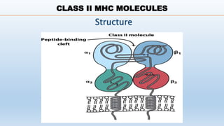 Major Histocompatibility Complex- Pharmaceutical Biotechnology ...