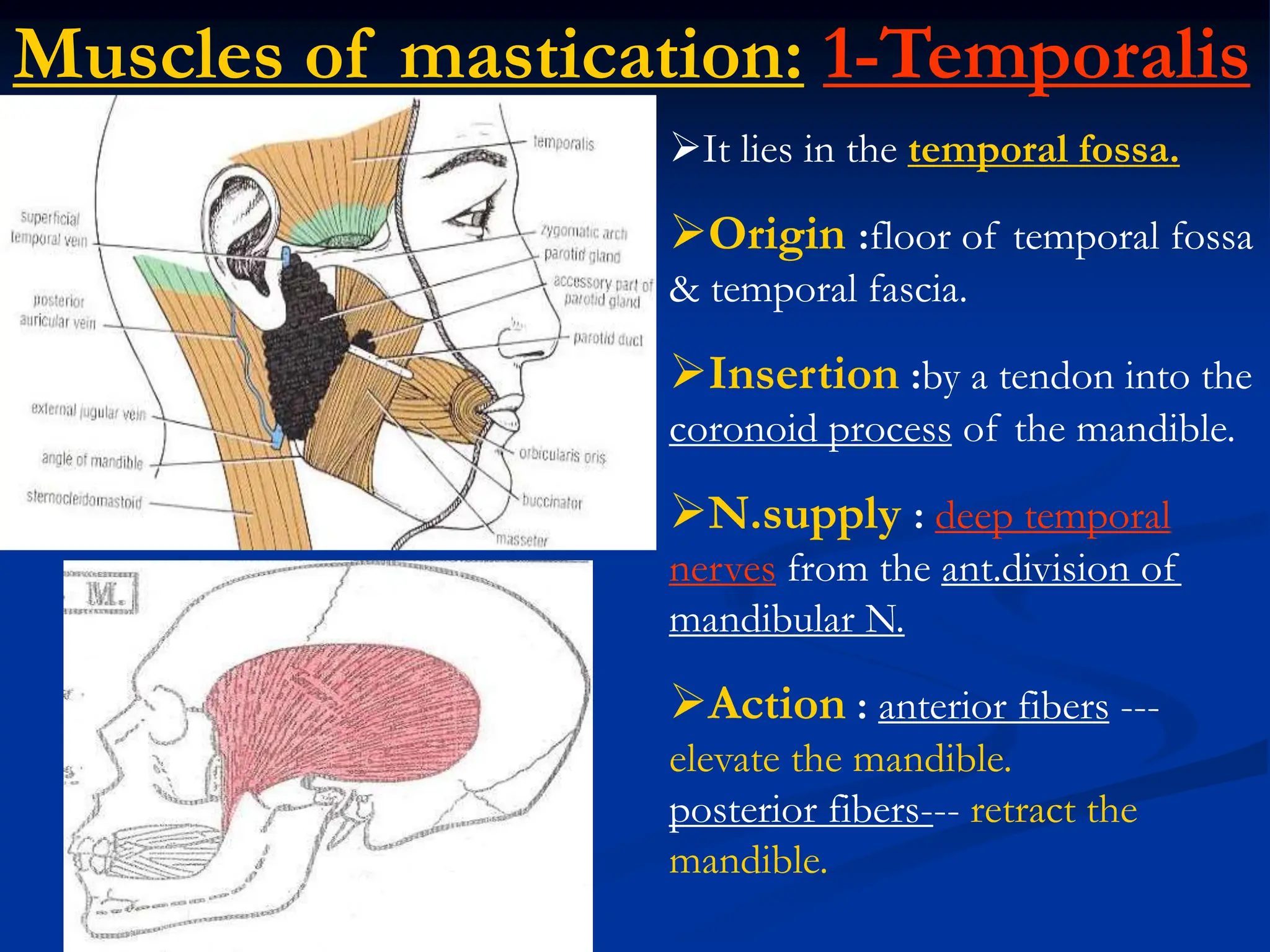 11. muscles of ma stication.ppt
