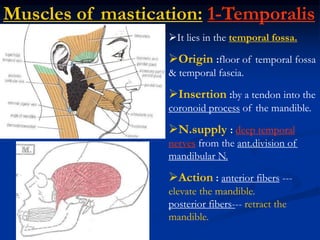 11. muscles of ma stication.ppt