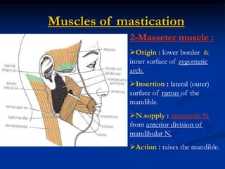 11. muscles of ma stication.ppt
