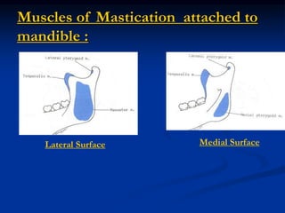 11. muscles o f mastication.ppt