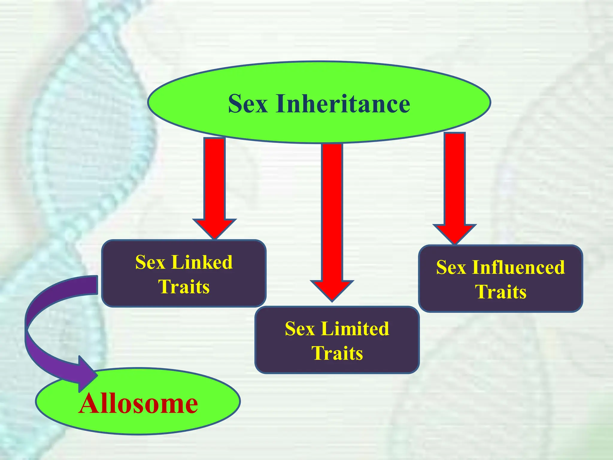 Sexinfluence, sex linked and sex limitedtraits | PDF