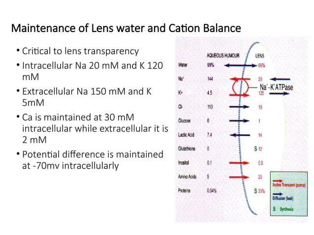 Physiology of lens (2), ophthalmology.ppt