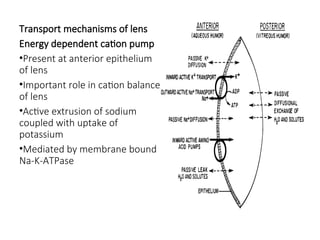 Physiology of lens (2), ophthalmology.ppt