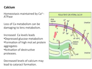 Physiology of lens (2), ophthalmology.ppt