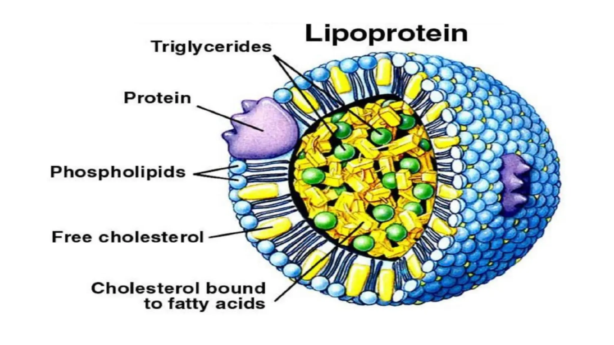 DPT - Biochemistry & Genetics - II (Metabolism of Lipids) Metabolism ...