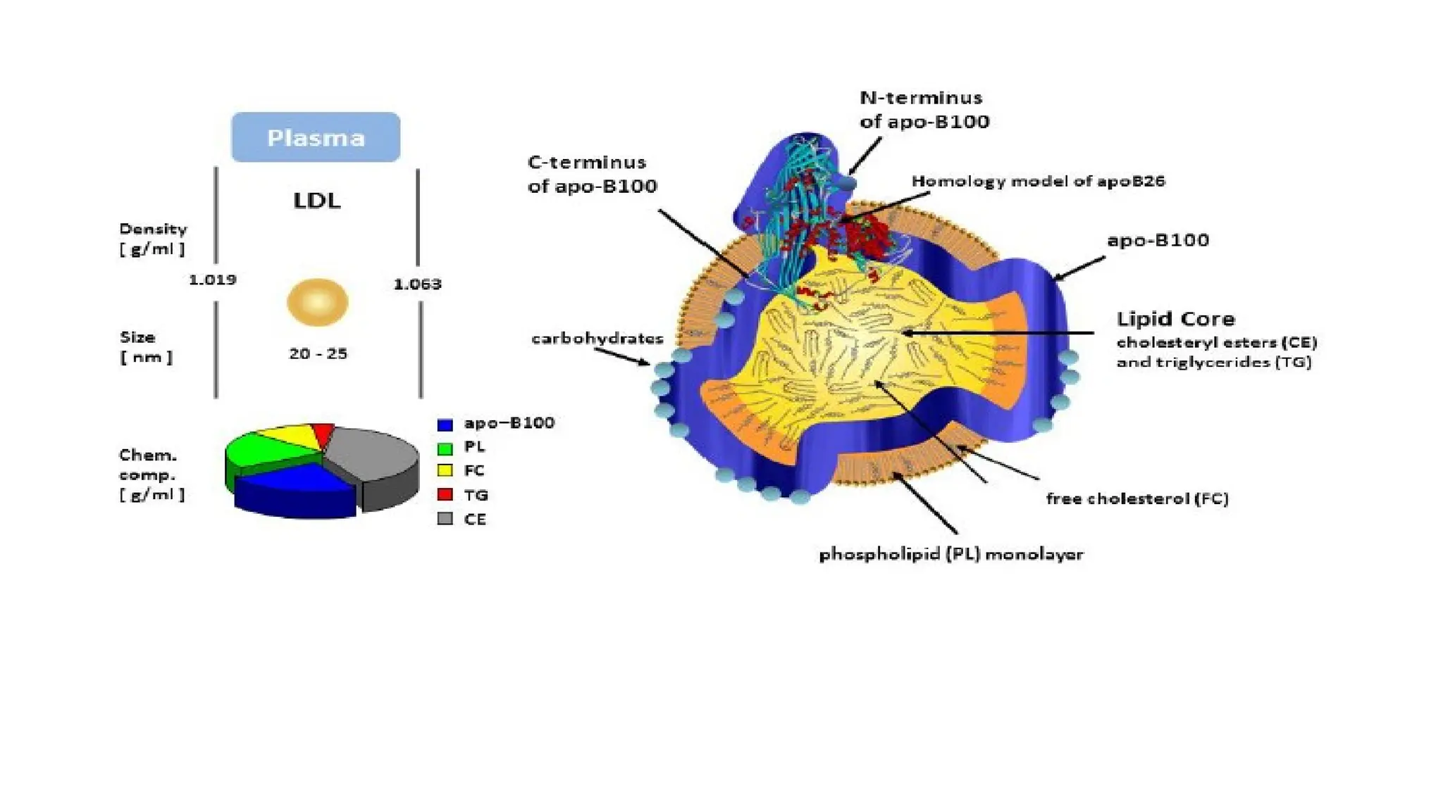 DPT - Biochemistry & Genetics - II (Metabolism of Lipids) Metabolism ...