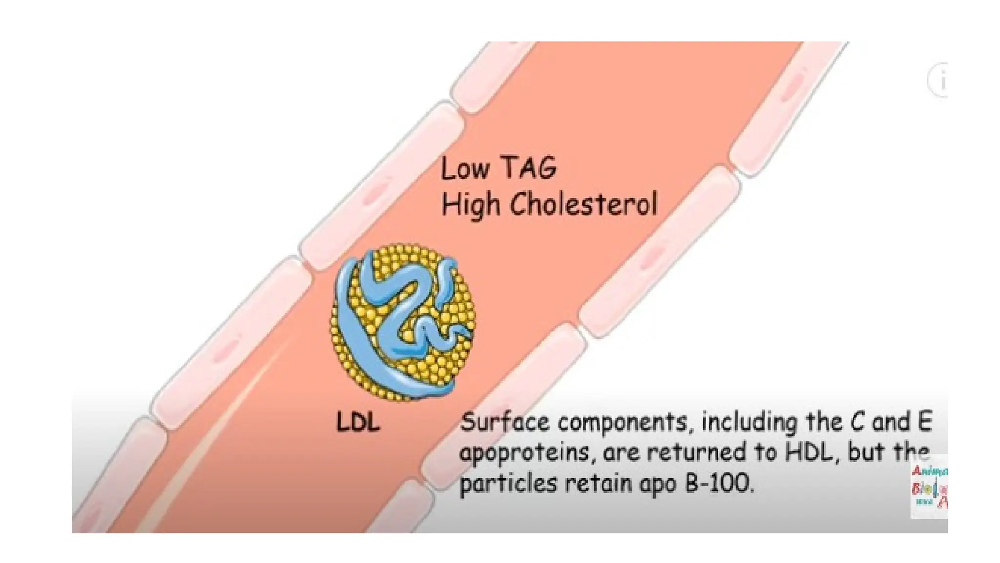 DPT - Biochemistry & Genetics - II (Metabolism of Lipids) Metabolism ...