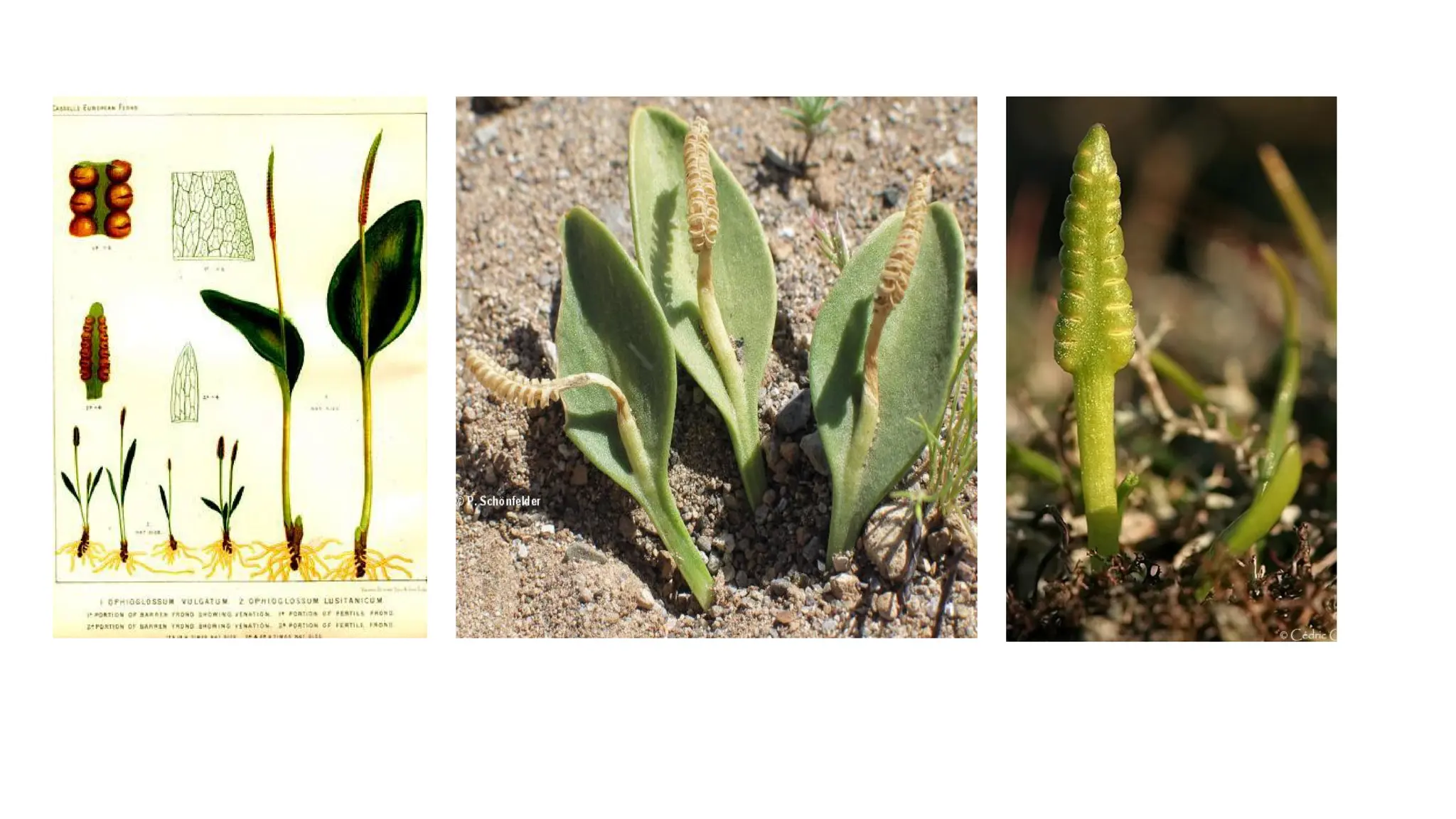 Ophioglossum.pptx member of pteridophytes | PPTX