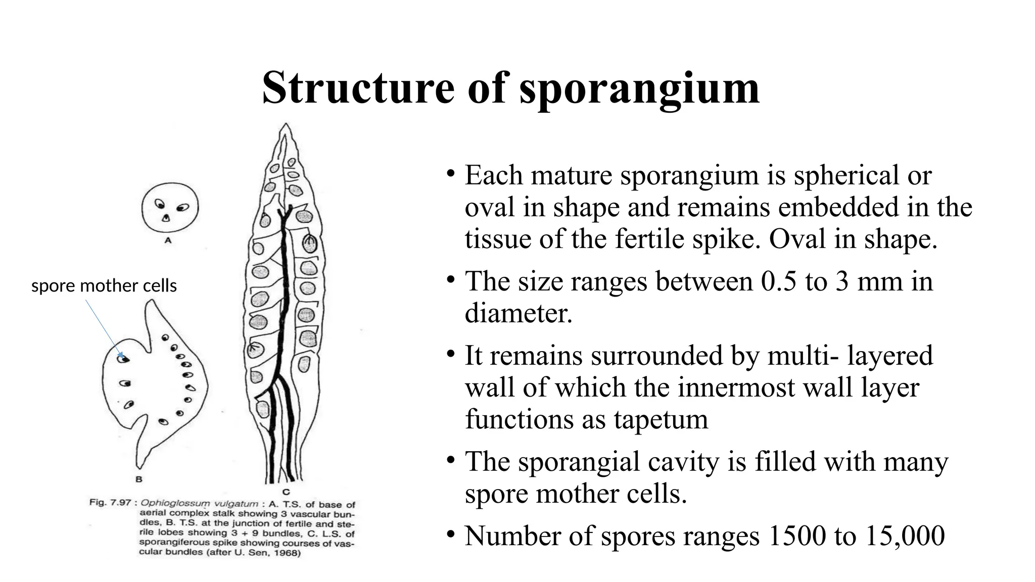 Ophioglossum.pptx member of pteridophytes | PPTX