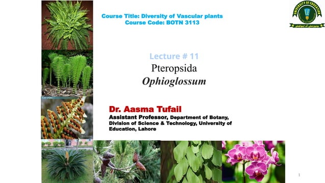 Ophioglossum.pptx member of pteridophytes | PPTX | Biological Sciences ...