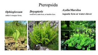 Ophioglossum.pptx member of pteridophytes | PPTX