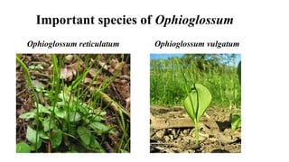 Ophioglossum.pptx member of pteridophytes | PPTX