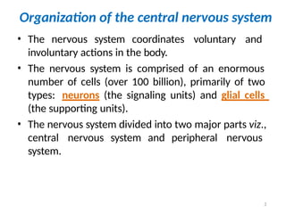 11. Central nervous system & its organization | PPT