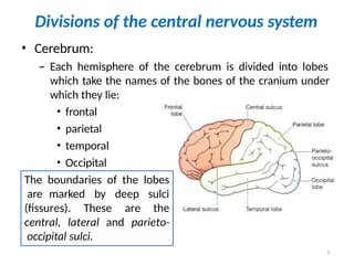 11. Central nervous system & its organization | PPT