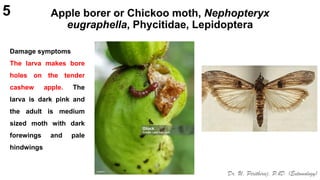 Pests of Cashew_Bionomics_IPM_Dr.UPR.pdf