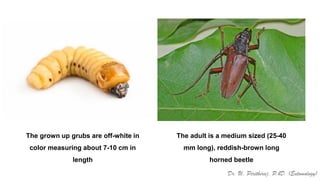 Pests of Cashew_Bionomics_IPM_Dr.UPR.pdf