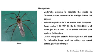 Pests of Cashew_Bionomics_IPM_Dr.UPR.pdf