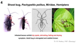 Pests of Betelvine_Identification_Dr.UPR.pdf