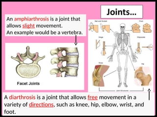 11. Skeletal system anatomy and pgysiology for nursing.ppt