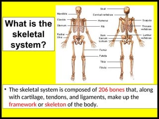11. Skeletal system anatomy and pgysiology for nursing.ppt