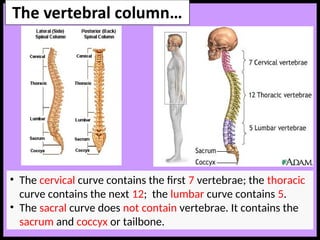 11. Skeletal system anatomy and pgysiology for nursing.ppt