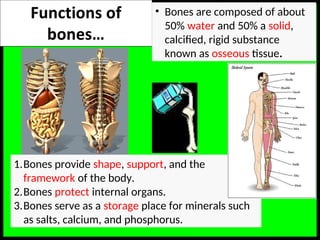 11. Skeletal system anatomy and pgysiology for nursing.ppt