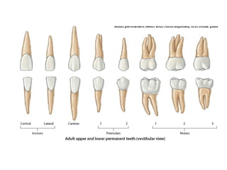 materi anatomi aanatomi gigi geligi.pptx