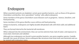 Endospores and Sporogenesis in Microbes.pptx