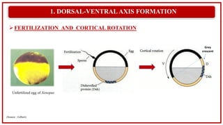 Body Axis formation in Xenopus ( zoology).pdf