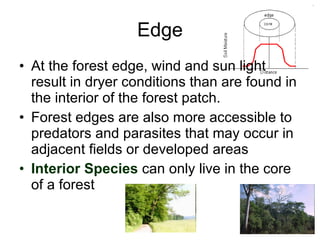 Habitat Fragmentation | PPT