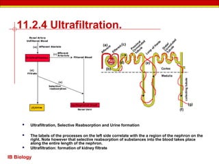 11.3 kidney | PPT | Chemistry | Science