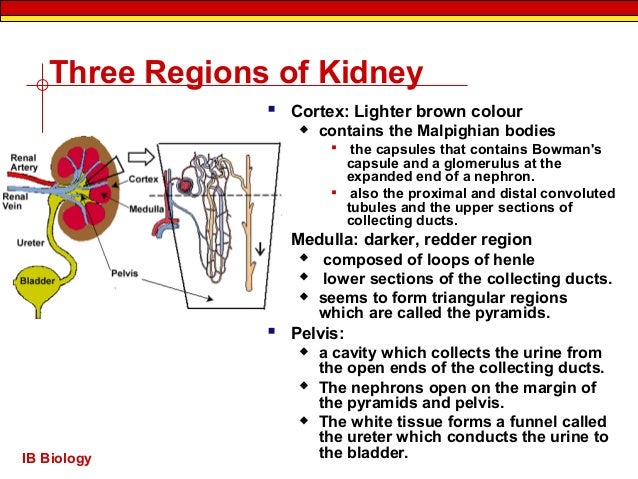 Kidney Renal Cortex