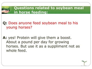 Soybean Meal For Horses