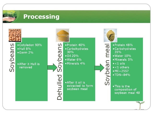 Soybean Processing Steps