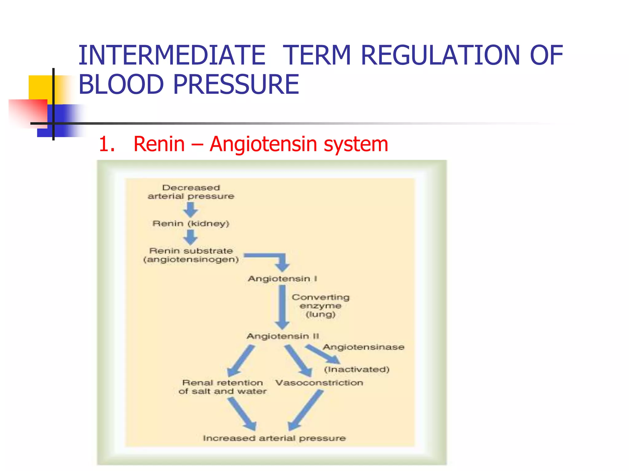 11- Arterial Blood Pressure Regulation.ppt