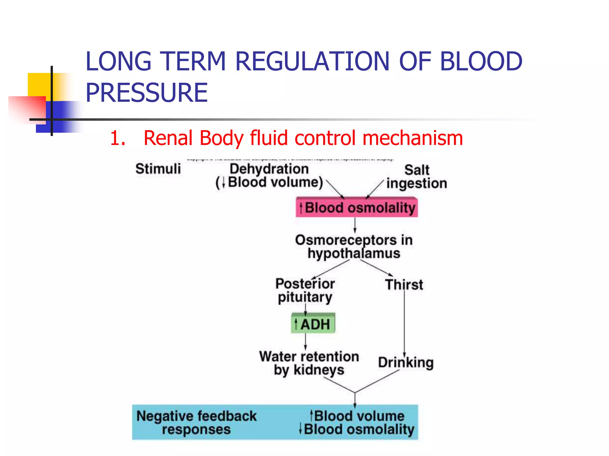 11- Arterial Blood Pressure Regulation.ppt