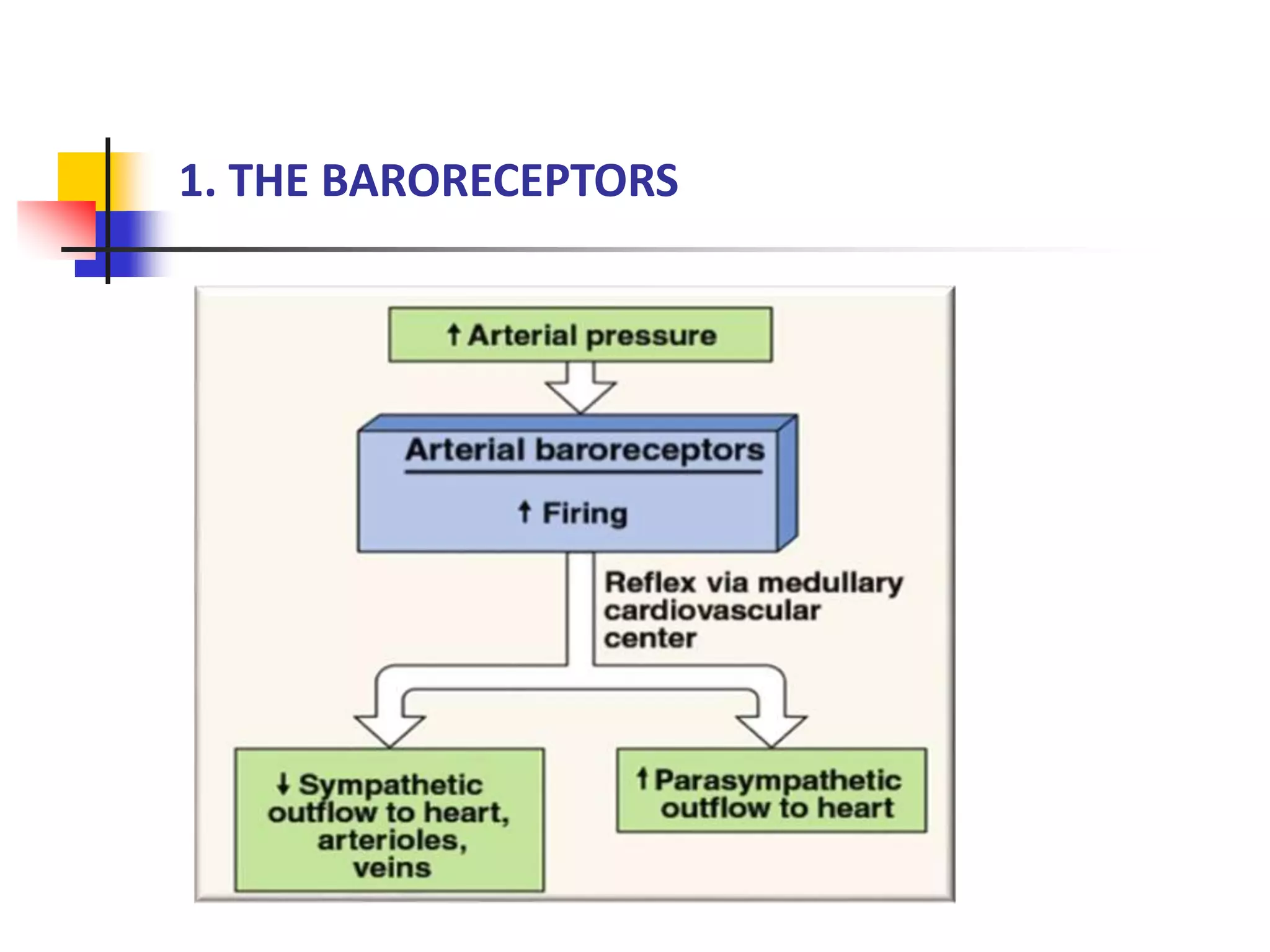 11- Arterial Blood Pressure Regulation.ppt