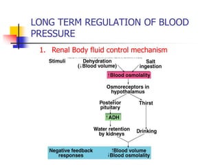 11- Arterial Blood Pressure Regulation.ppt