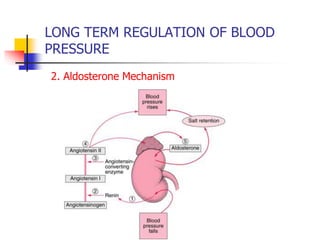 11- Arterial Blood Pressure Regulation.ppt