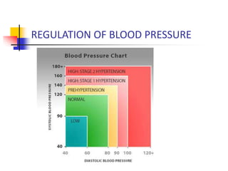 11- Arterial Blood Pressure Regulation.ppt