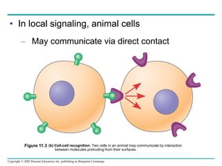 11- cellcommunication text.ppt