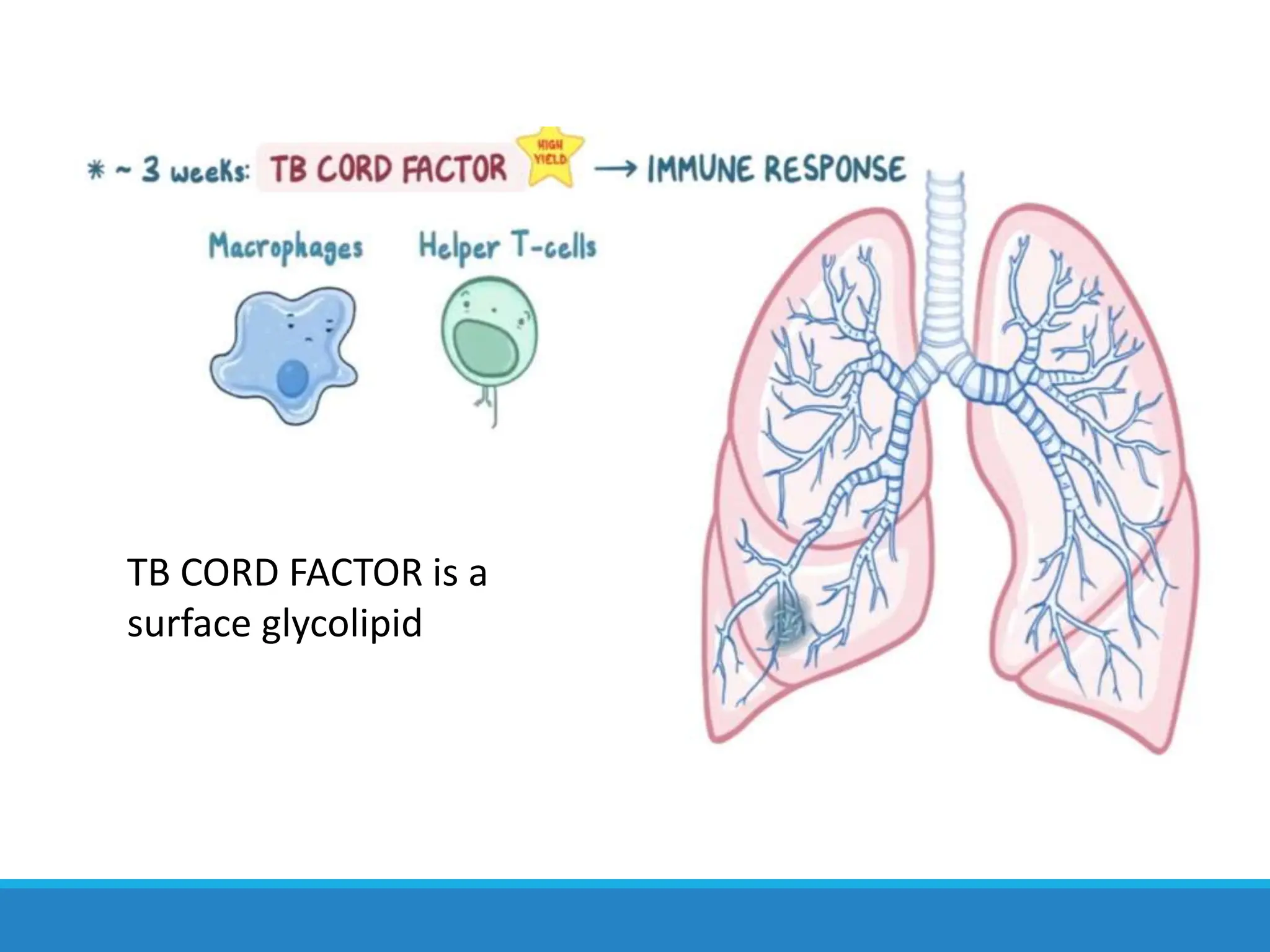 11- Chronic inflammations -Tuberculosis.ppt