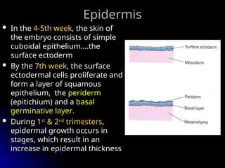 11-Dev. Integumentary system lecture.ppt