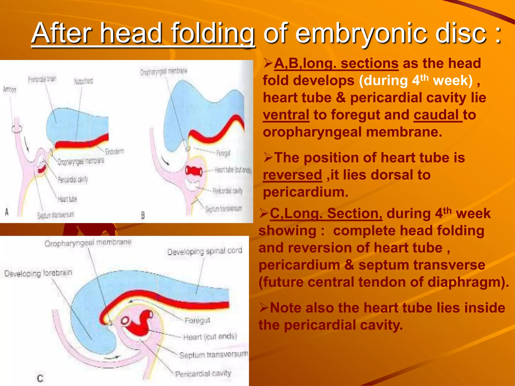 11 - Development of the Heart.ppt